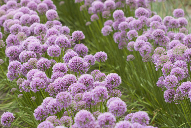 Allium | Stonehouse Nursery