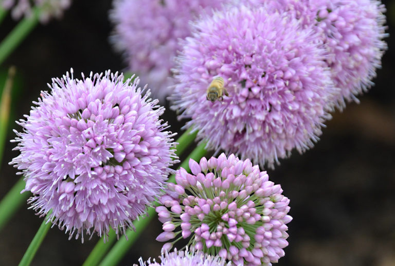 Allium 'Pink Planet' | Stonehouse Nursery
