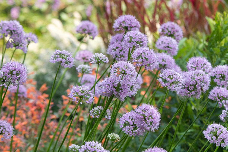 Allium 'Summer Beauty' | Stonehouse Nursery