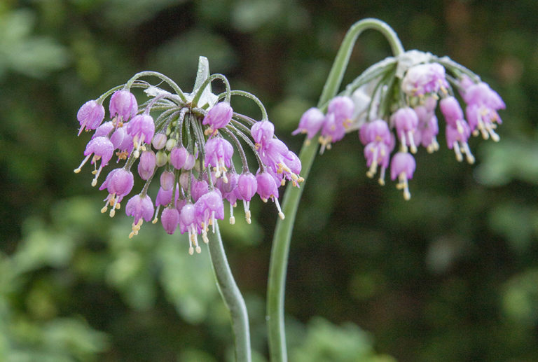 Allium cernuum | Stonehouse Nursery