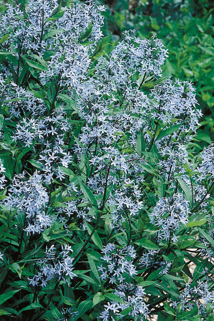 Amsonia tabernaemontana var. salicifolia | Stonehouse Nursery