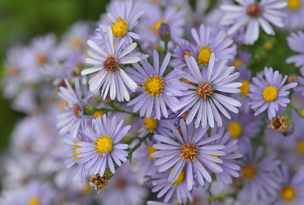 Aster laevis 'Bluebird' | Stonehouse Nursery
