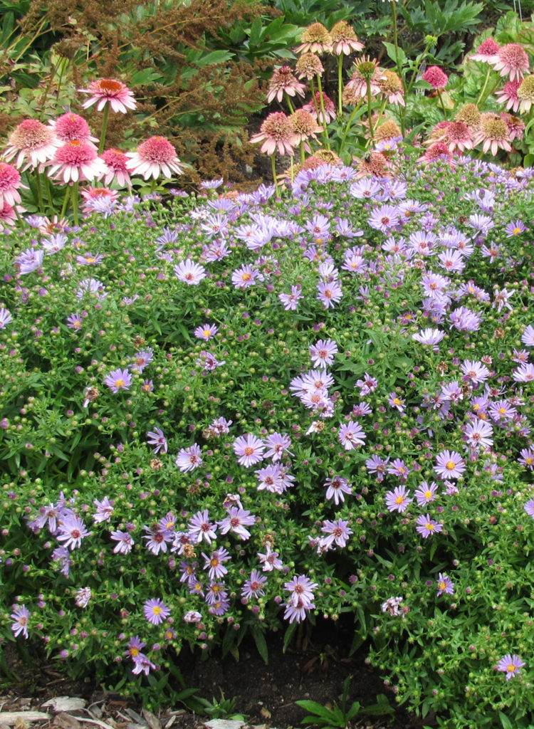 Aster 'Wood's Light Blue' | Stonehouse Nursery