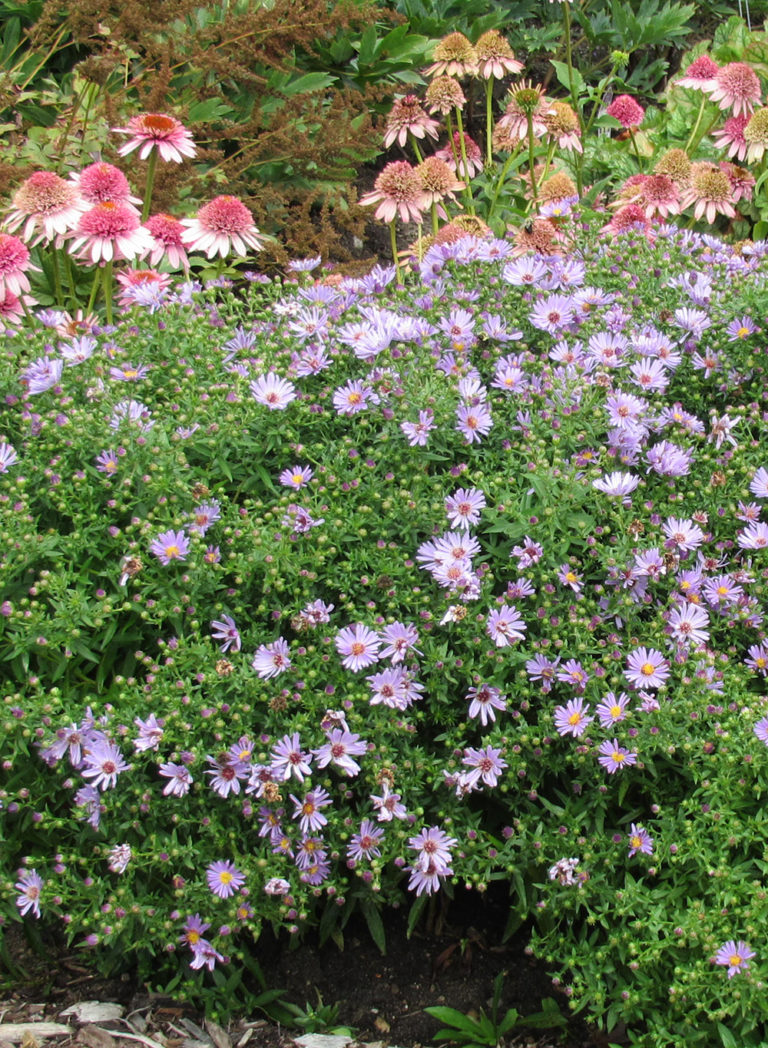 Aster 'Wood's Light Blue' | Stonehouse Nursery