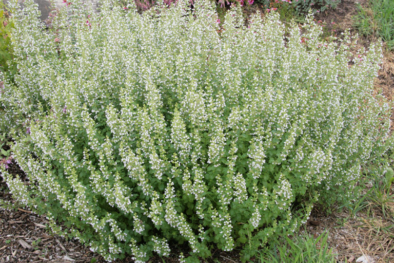 Calamintha nepeta 'Montrose White' | Stonehouse Nursery