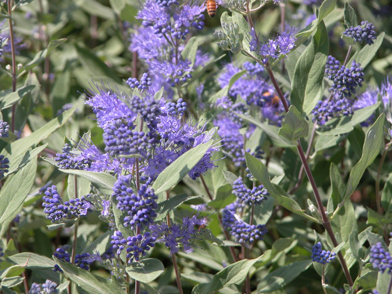 Caryopteris x clandonensis 'Dark Knight' | Stonehouse Nursery