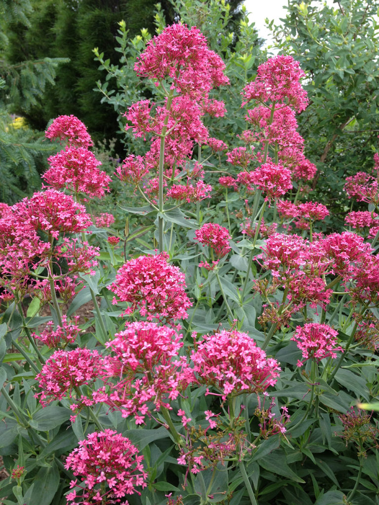 Centranthus ruber 'Coccineus' | Stonehouse Nursery