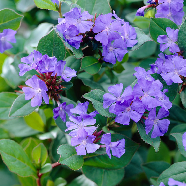 Ceratostigma plumbaginoides | Stonehouse Nursery