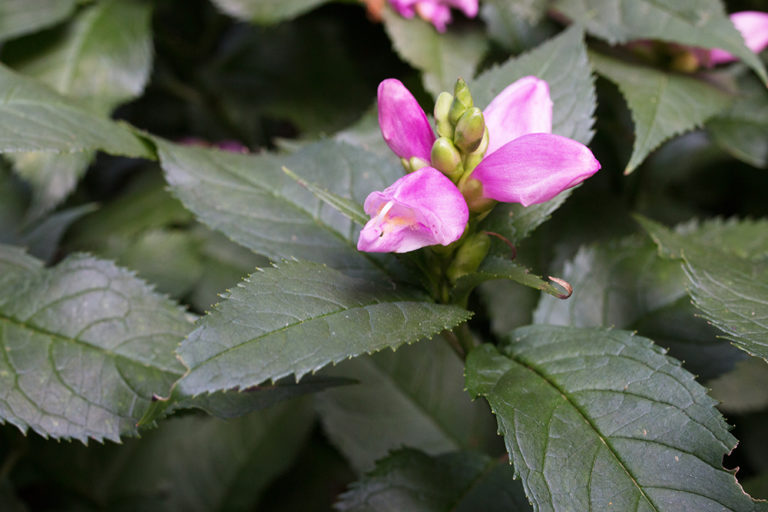 Chelone lyonii 'Hot Lips' | Stonehouse Nursery