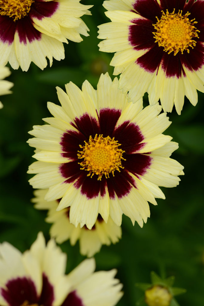 Coreopsis UpTick™ Cream & Red ('Balupteamed' PP28866) | Stonehouse Nursery