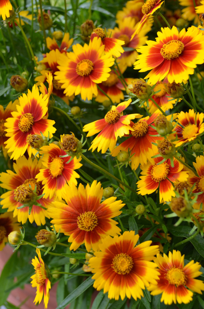 Coreopsis UpTick™ Gold & Bronze ('Baluptgonz' PP28882) | Stonehouse Nursery