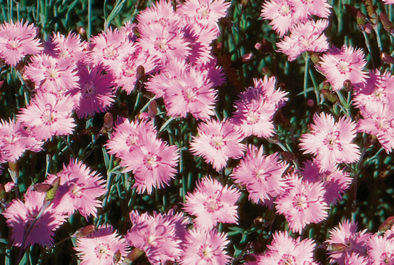 Dianthus | Stonehouse Nursery