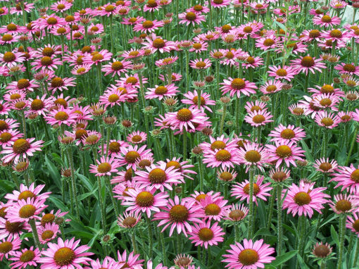 Echinacea Pixie Meadowbrite™ ('CBG Cone2' PP18546) | Stonehouse Nursery