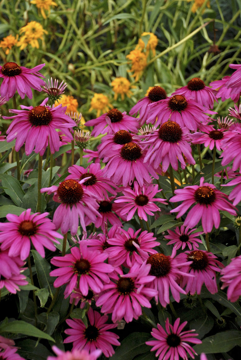 Echinacea Butterfly™ 'Purple Emperor' PP24459 | Stonehouse Nursery