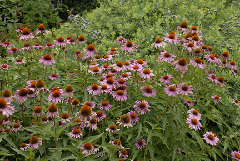 Echinacea purpurea 'Ruby Star' | Stonehouse Nursery