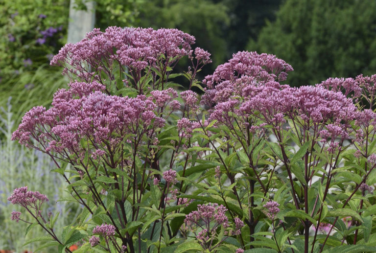 Eupatorium | Stonehouse Nursery