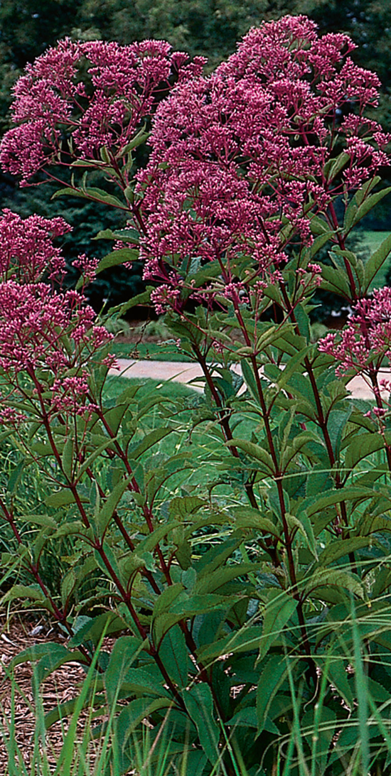 Eupatorium purpureum ssp. maculatum 'Gateway' | Stonehouse Nursery