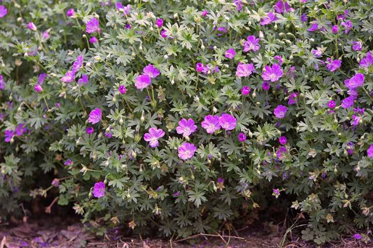 Geranium sanguineum 'Max Frei' | Stonehouse Nursery