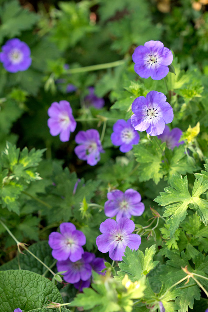 Geranium Rozanne® | Stonehouse Nursery