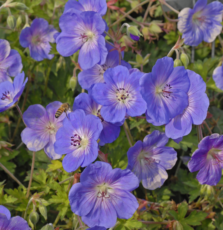 Geranium Rozanne® | Stonehouse Nursery