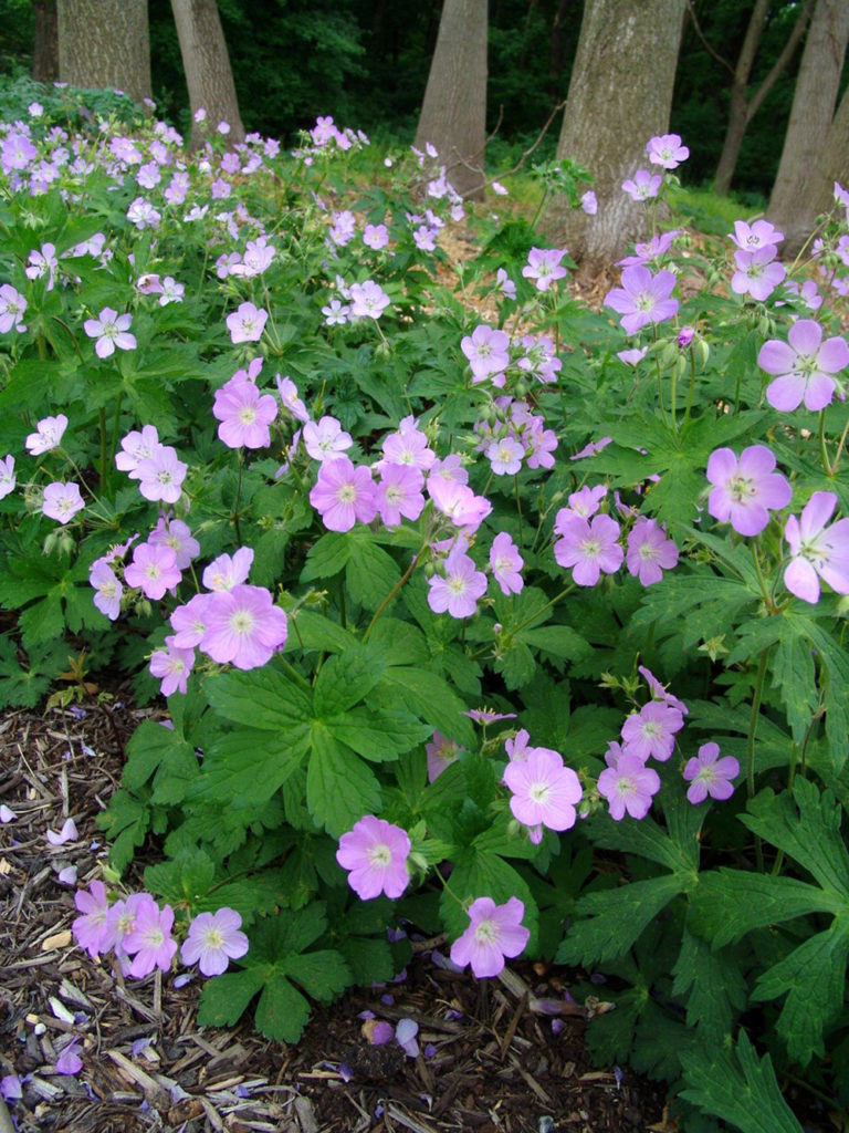 Geranium maculatum | Stonehouse Nursery