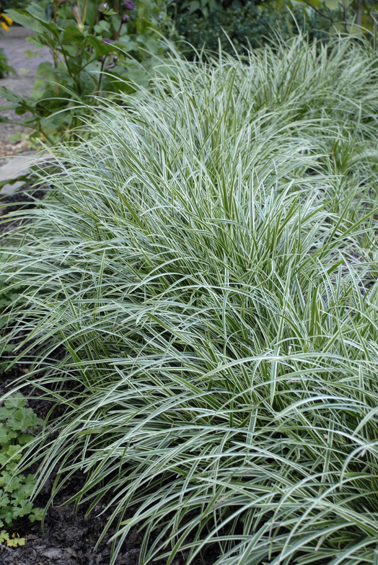 Carex morrowii 'Ice Dance' | Stonehouse Nursery