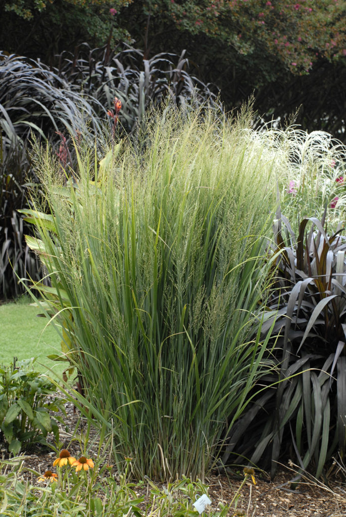 Panicum virgatum 'Northwind' | Stonehouse Nursery