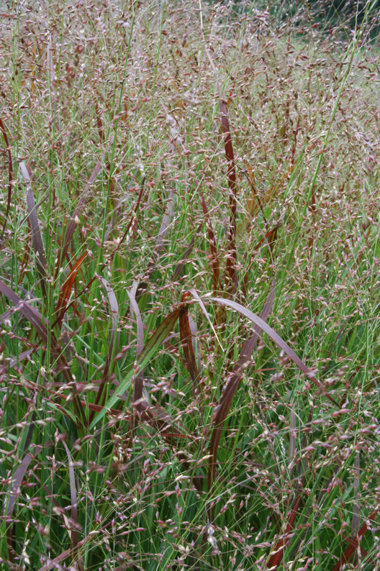 Panicum virgatum 'Shenandoah' | Stonehouse Nursery
