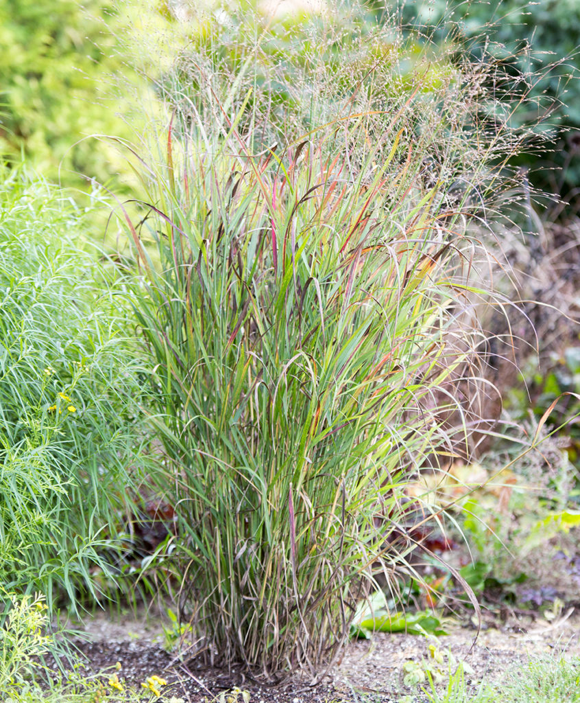 Panicum virgatum 'Shenandoah' | Stonehouse Nursery