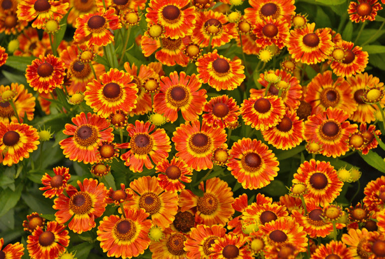 Helenium | Stonehouse Nursery