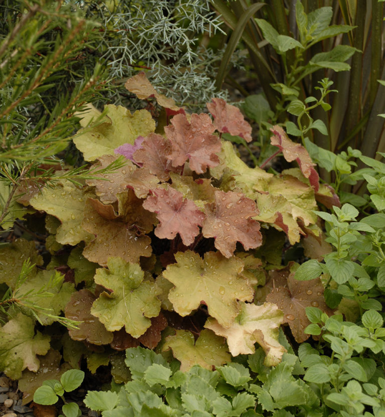 Heuchera 'Caramel' PP16560 | Stonehouse Nursery