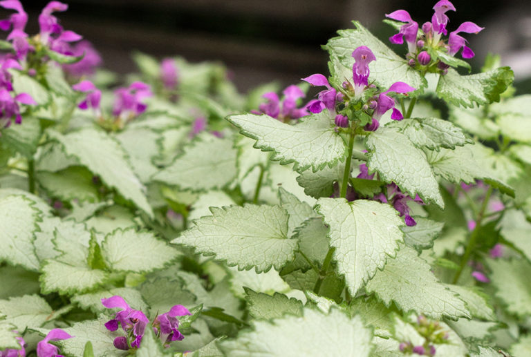 Perennial Search | Stonehouse Nursery