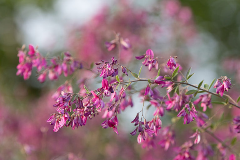 Lespedeza thunbergii 'Gibraltar' | Stonehouse Nursery