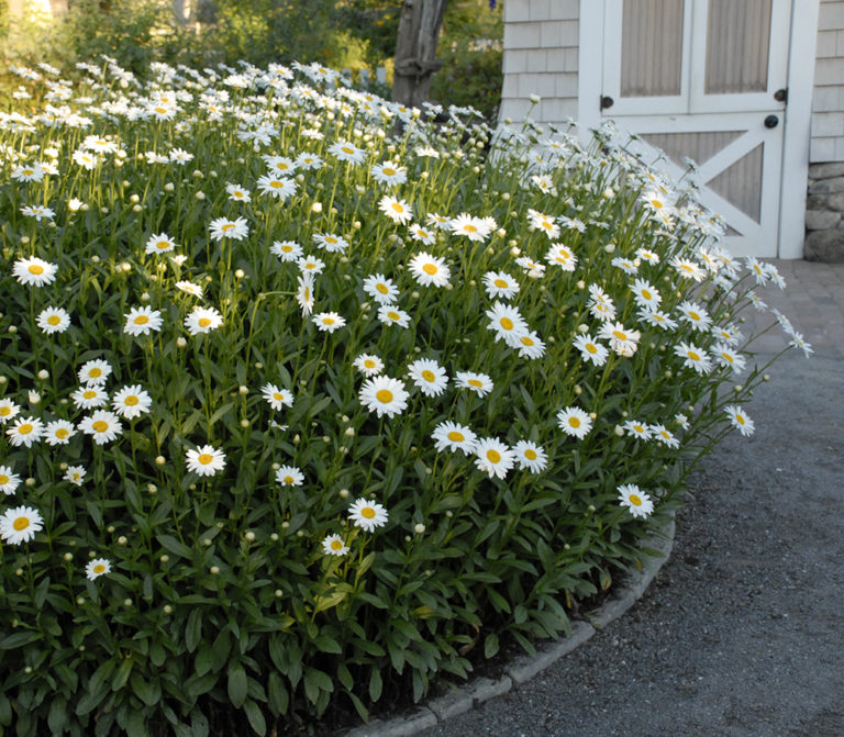 Leucanthemum superbum 'Becky' | Stonehouse Nursery