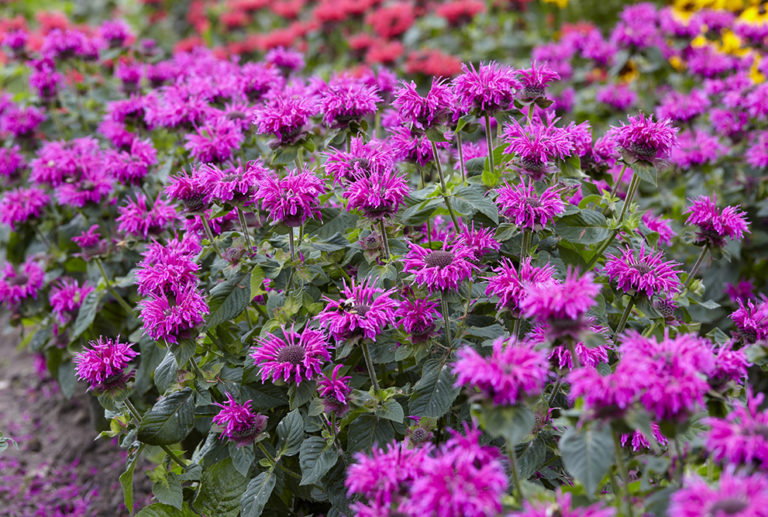 Monarda | Stonehouse Nursery