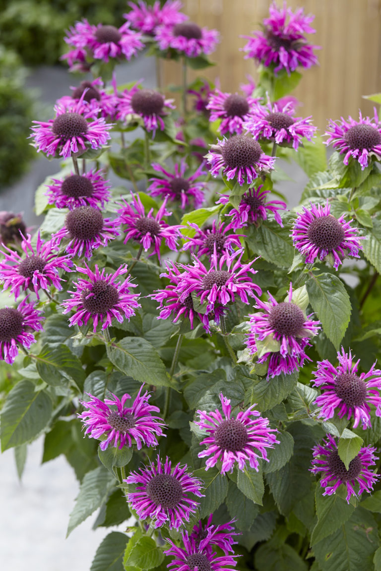 Monarda Bee-You® Bee Free™ ('MON0012BFR' PP29032) | Stonehouse Nursery