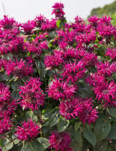 Monarda Bee-You® Bee True™ ('MON0005BTR' PP29079) | Stonehouse Nursery