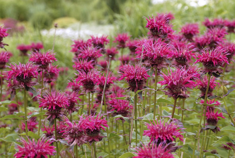 Monarda | Stonehouse Nursery
