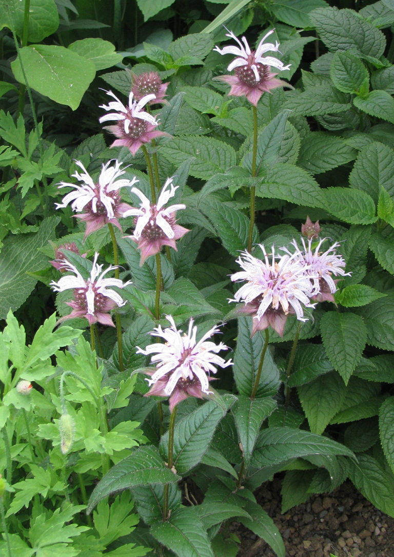 Monarda bradburiana | Stonehouse Nursery