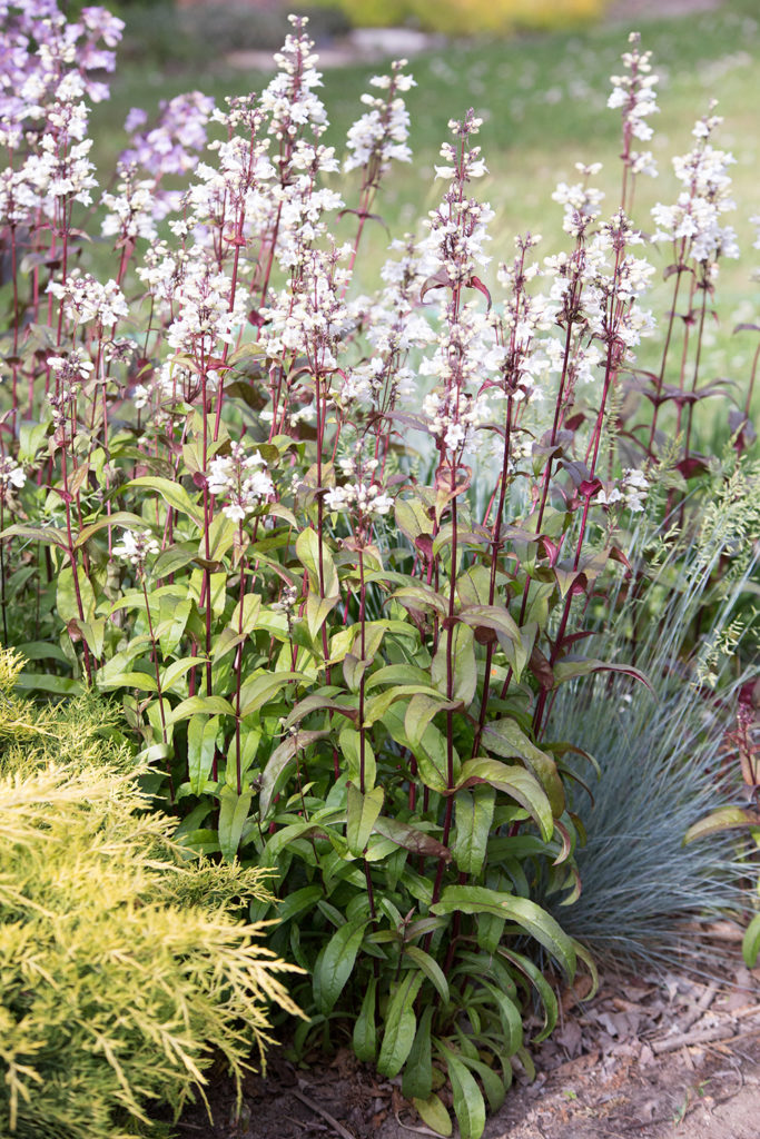 Penstemon digitalis 'Husker Red' | Stonehouse Nursery