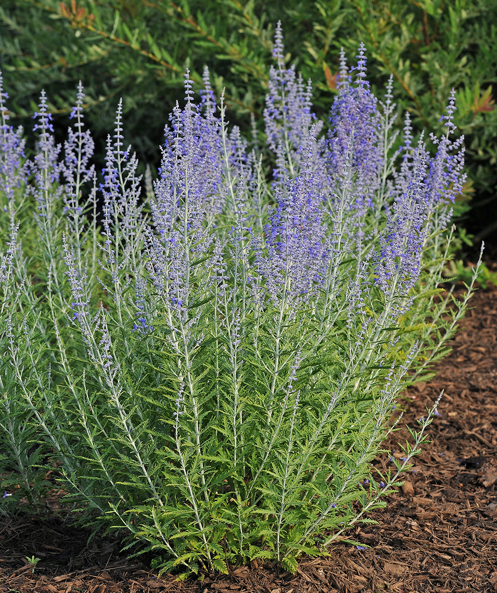 August Plant Of The Month Perovskia Atriplicifolia Blue