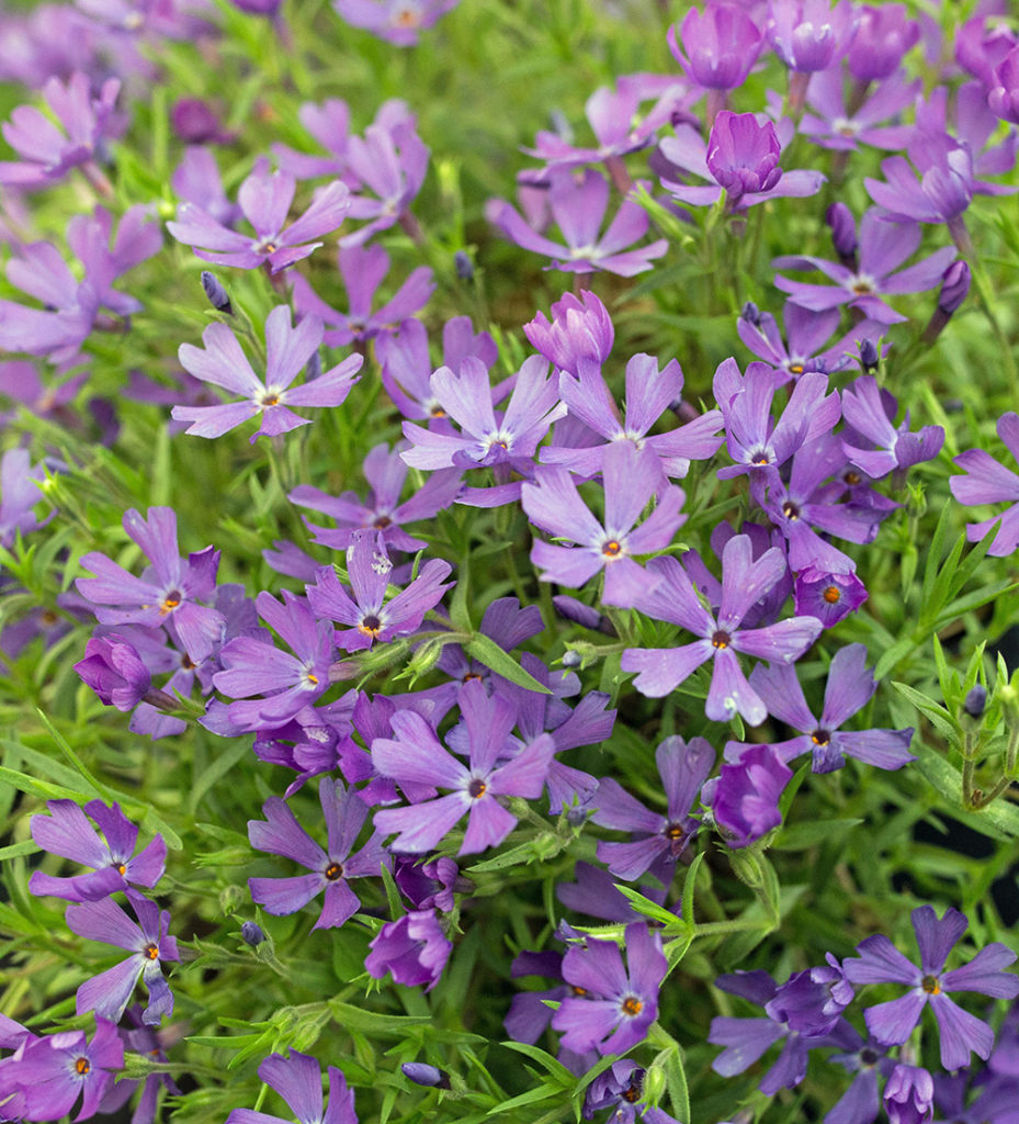 Phlox 'Violet Pinwheels' PP25884 | Stonehouse Nursery