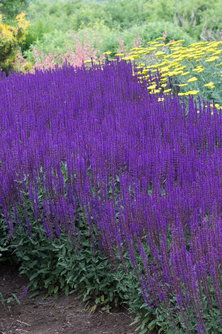 Salvia nemorosa 'Caradonna' | Stonehouse Nursery