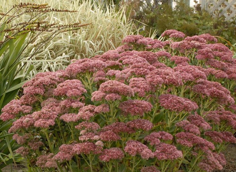 Sedum 'Autumn Fire' | Stonehouse Nursery