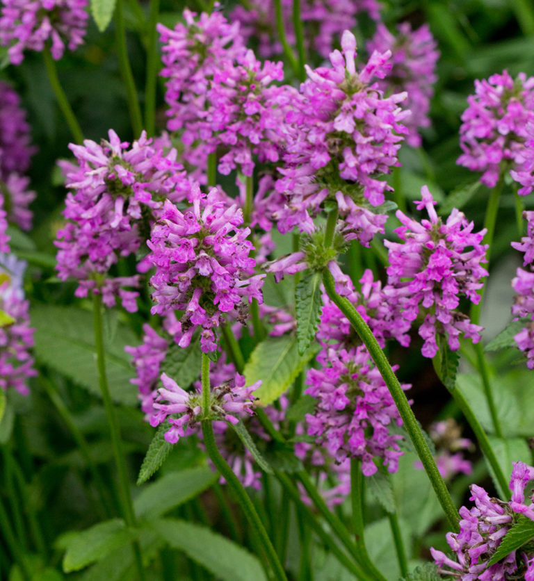 Stachys monieri 'Hummelo' | Stonehouse Nursery