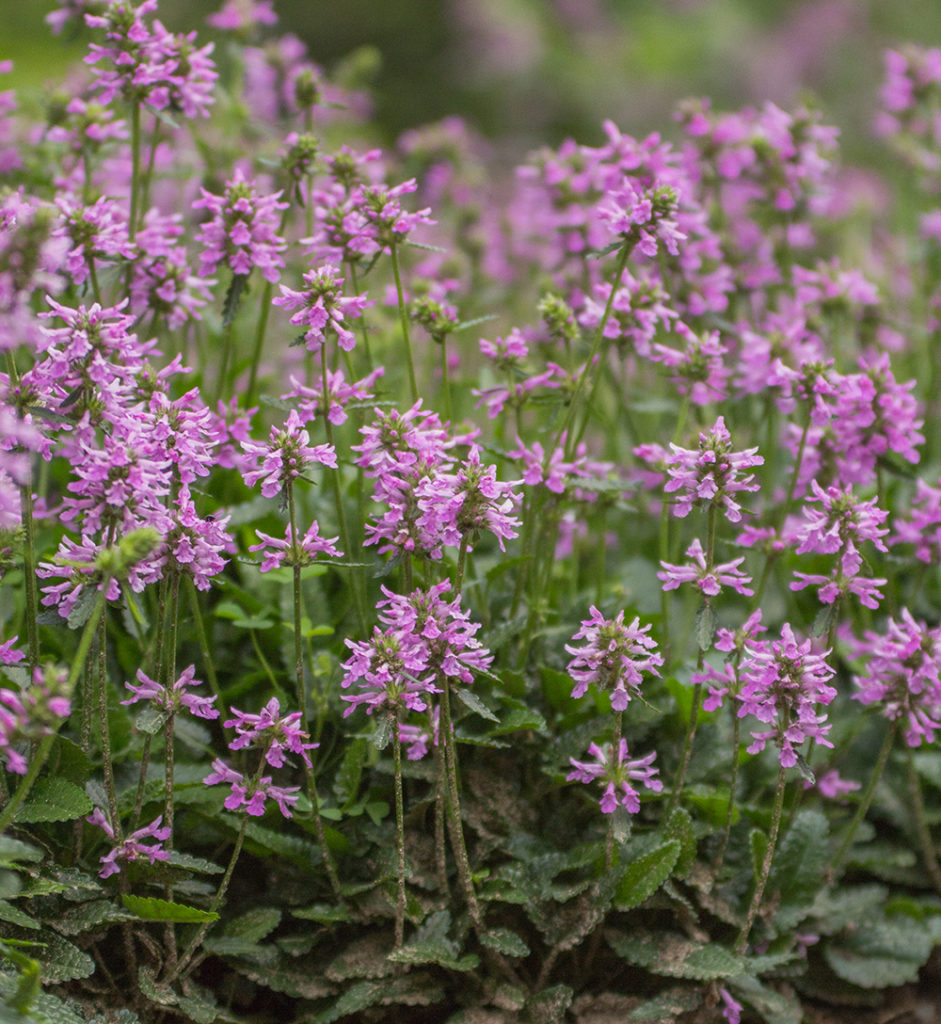 Stachys minima | Stonehouse Nursery
