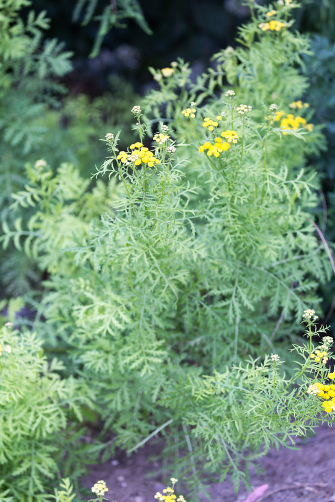 Tanacetum vulgare 'Isla Gold' | Stonehouse Nursery