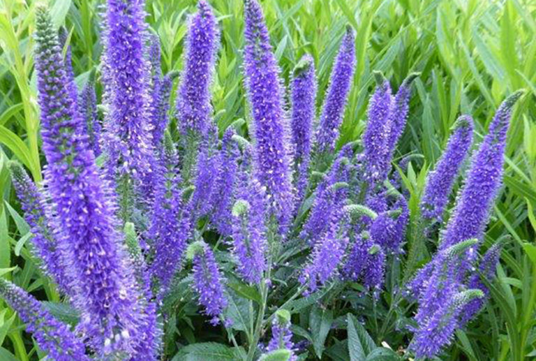Veronica | Stonehouse Nursery