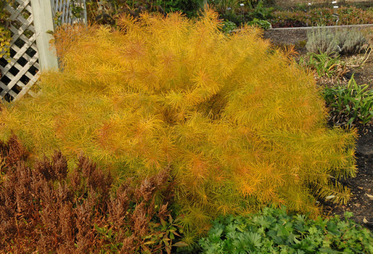 Amsonia hubrichtii | Stonehouse Nursery