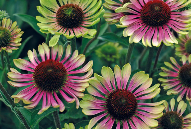 Echinacea | Stonehouse Nursery
